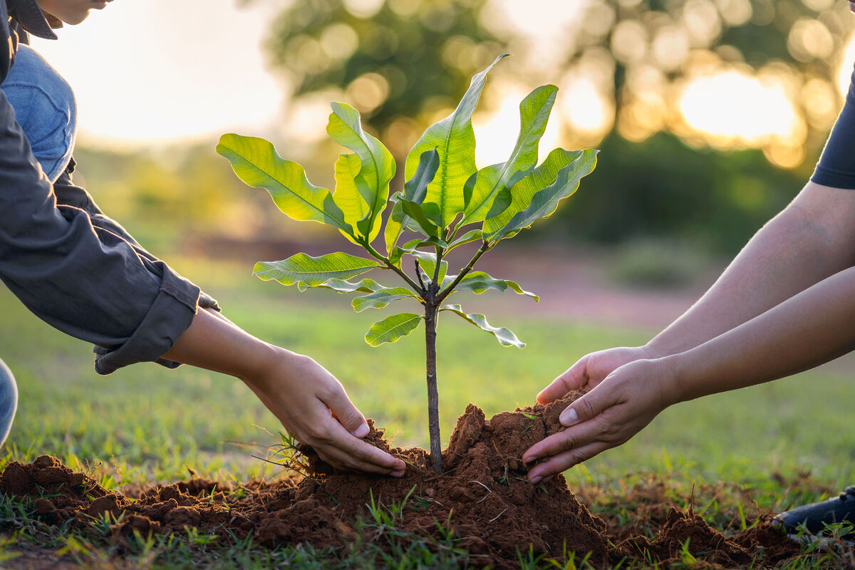 Bäume pflanzen fürs Klima – wirklich nachhaltig oder Greenwashing ...